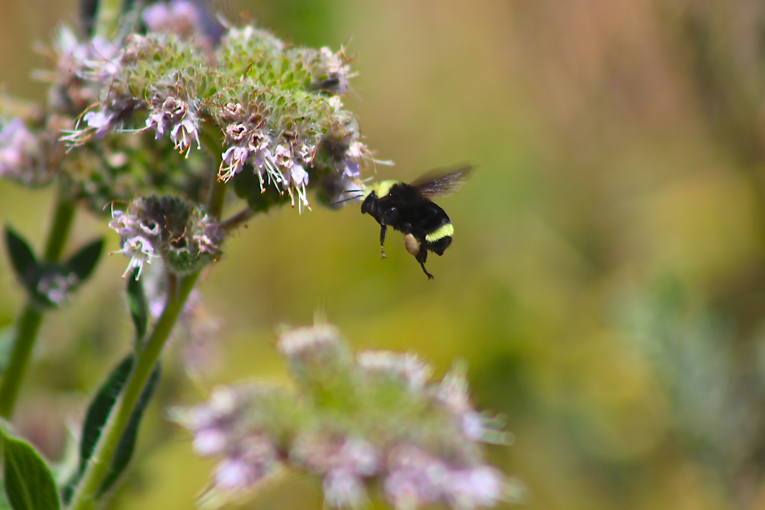Seven Important Life Lessons in a Bee Garden | OIC Moments - OIC Moments