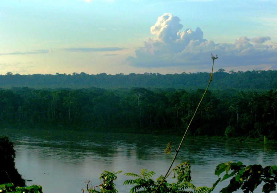 Countless Connections in Peru's Amazon Rainforest | OIC Moments - OIC ...