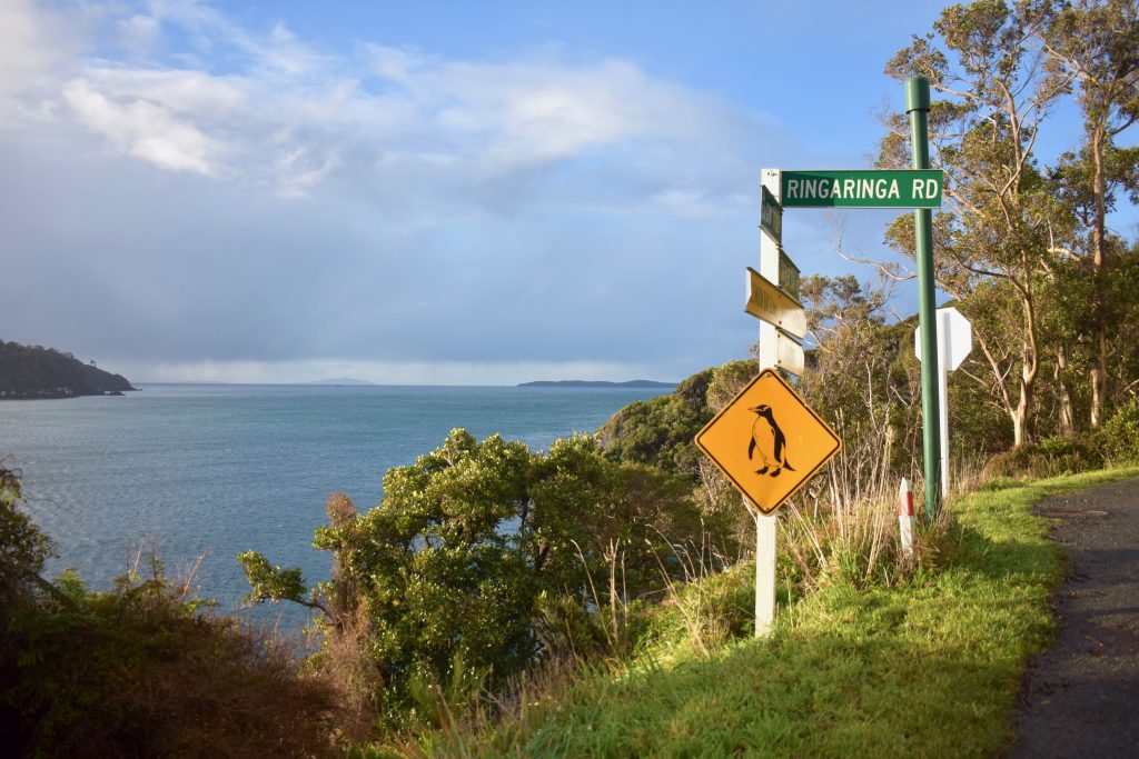 Traveling the World of Birds | OIC Moments